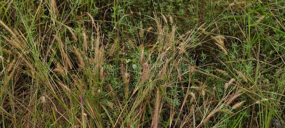 Beautiful Stack of Weeds in the Field Stock Photo - Image of green ...