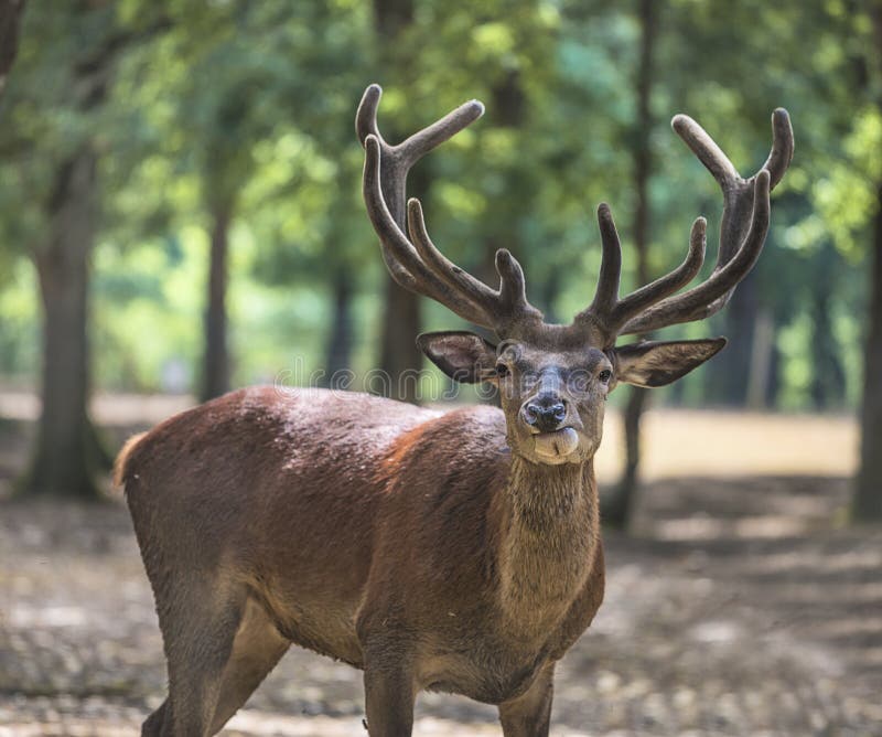 Beautiful Stag with Big Antlers Stock Photo - Image of natural, horn ...