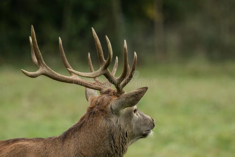 Beautiful Stag with Great Antlers on Green Meadow Stock Image - Image ...