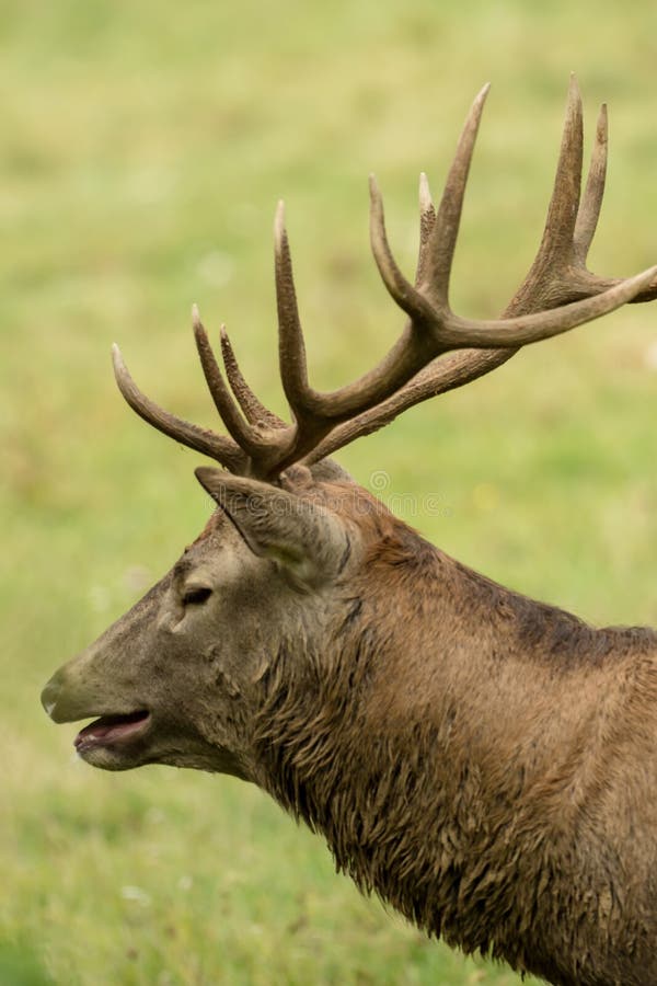 Beautiful Stag with Great Antlers on Green Meadow Stock Image - Image ...