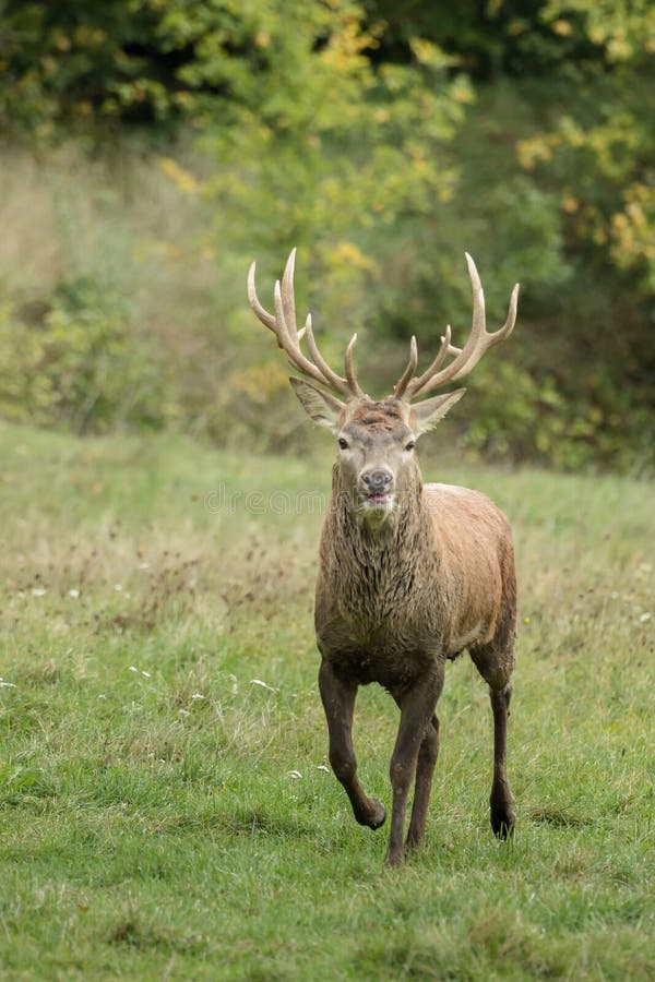 Beautiful Stag with Great Antlers on Green Meadow Stock Image - Image ...