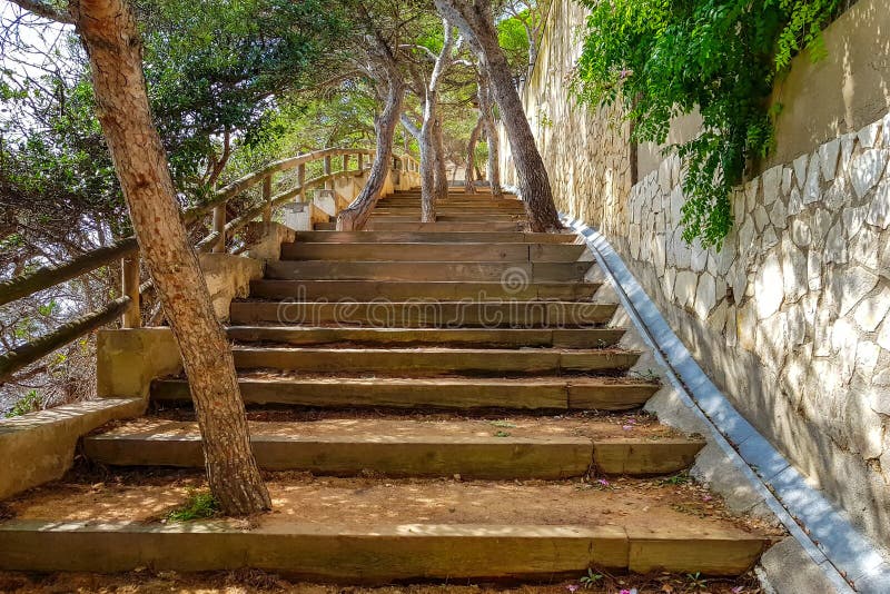 Staircase with Trees Growing from the Stairs Stock Photo - Image of ...