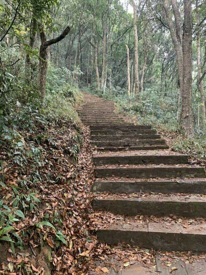 Beautiful stairs in forest stock photo. Image of stairs - 191370856