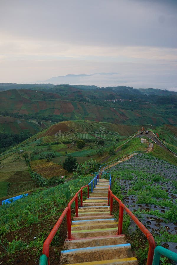 Beautiful Stairs in the Onion Plantation of Majalengka West Java. Stock ...