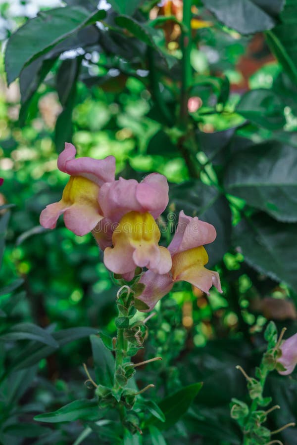 Beautiful Stalk of a Flower Snapdragon in a Garden on a Bed Stock Photo ...