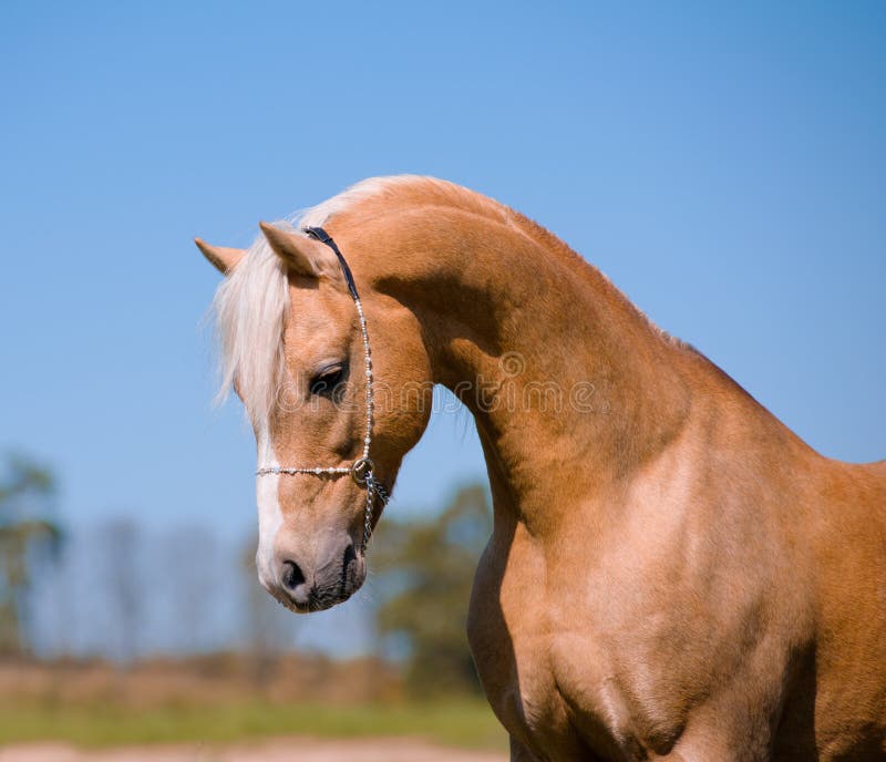 Beautiful stallion stock image. Image of color, horizon - 24640245