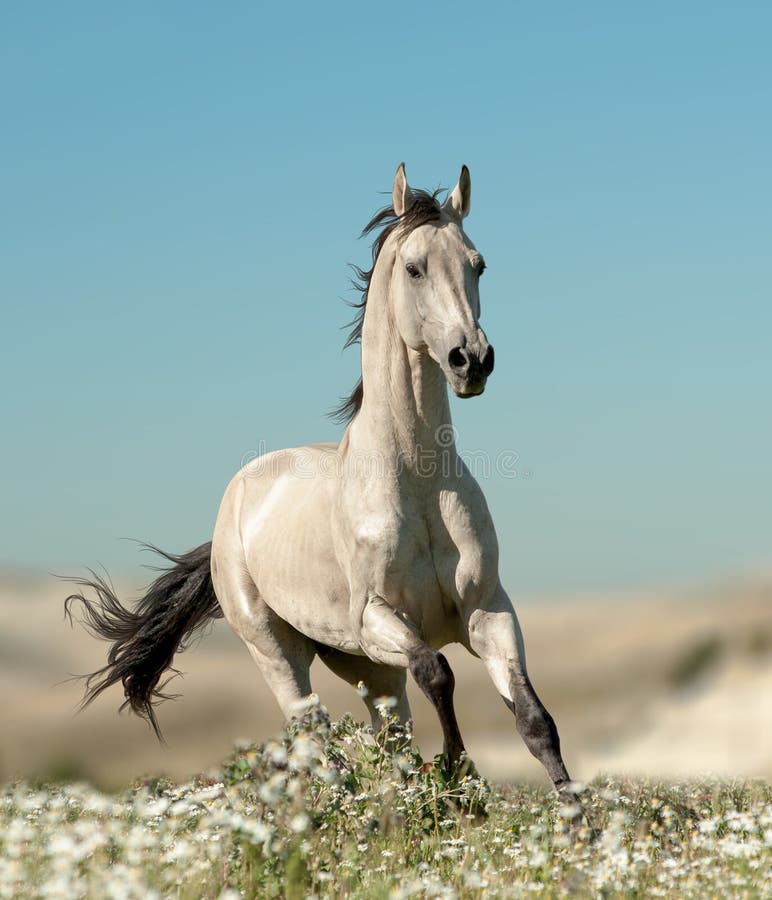 Beautiful Stallion Galloping Stock Image - Image of farm, blue: 16629551