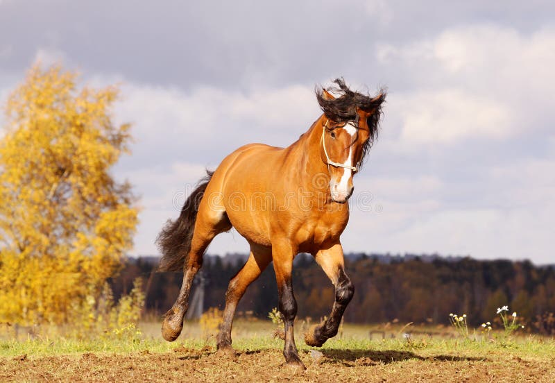 Beautiful Stallion Galloping Stock Image - Image of equestrian, equine ...