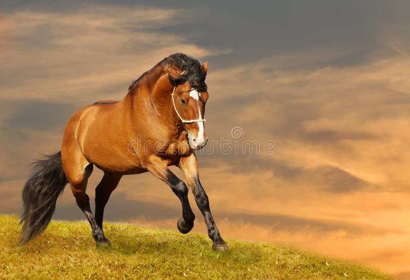 Beautiful Stallion Galloping Stock Image - Image of farm, blue: 16629551
