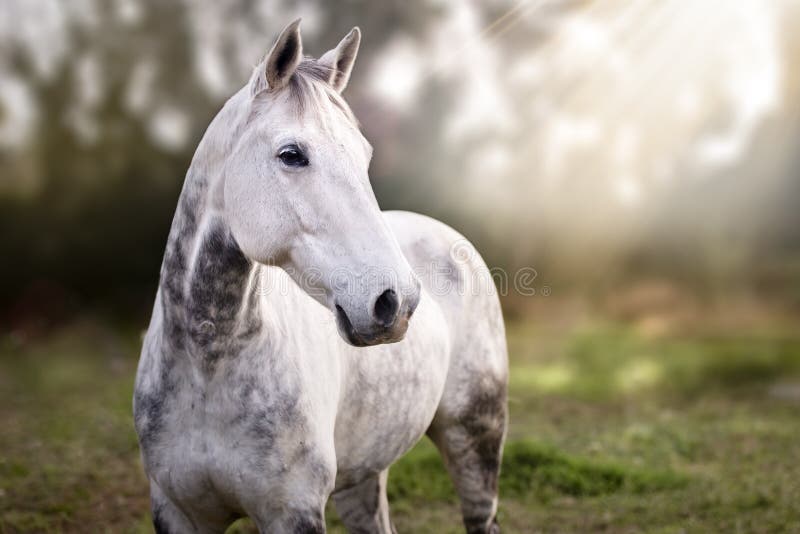 Beautiful Stallion Grey Horse Stock Photo - Image of boerperd, stunning ...