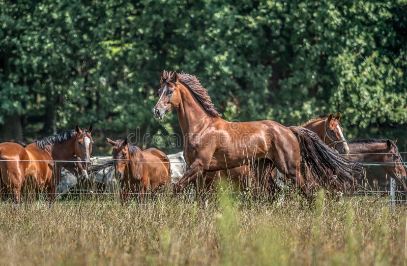 Beautiful Stallion in Motion on the Meadow Stock Photo - Image of brown ...