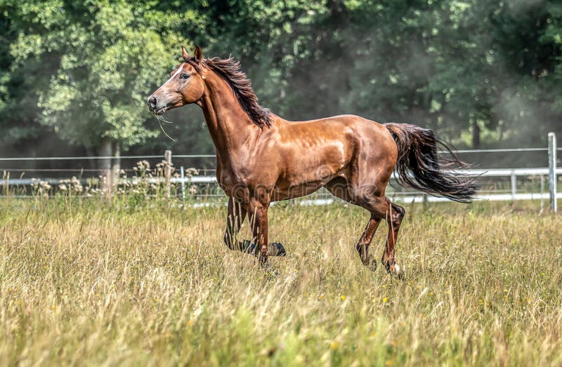 Beautiful Stallion in Motion on the Meadow Stock Image - Image of male ...