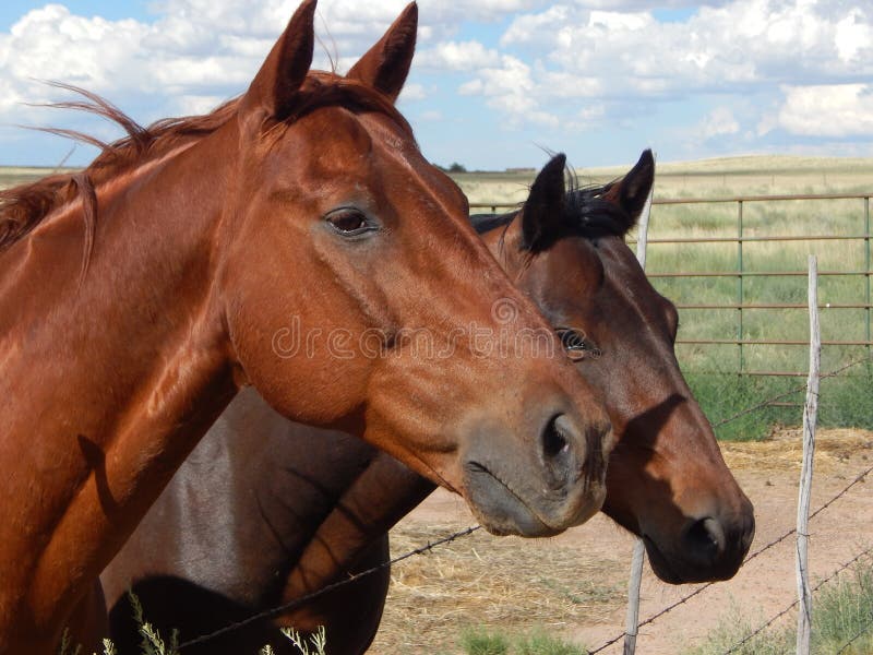 Beautiful Stallions stock photo. Image of pets, animals - 71051236