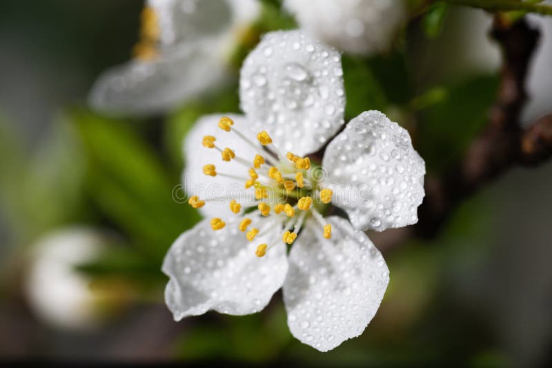 Beautiful Stamens of a Cherry Flower during Flowering Stock Photo ...