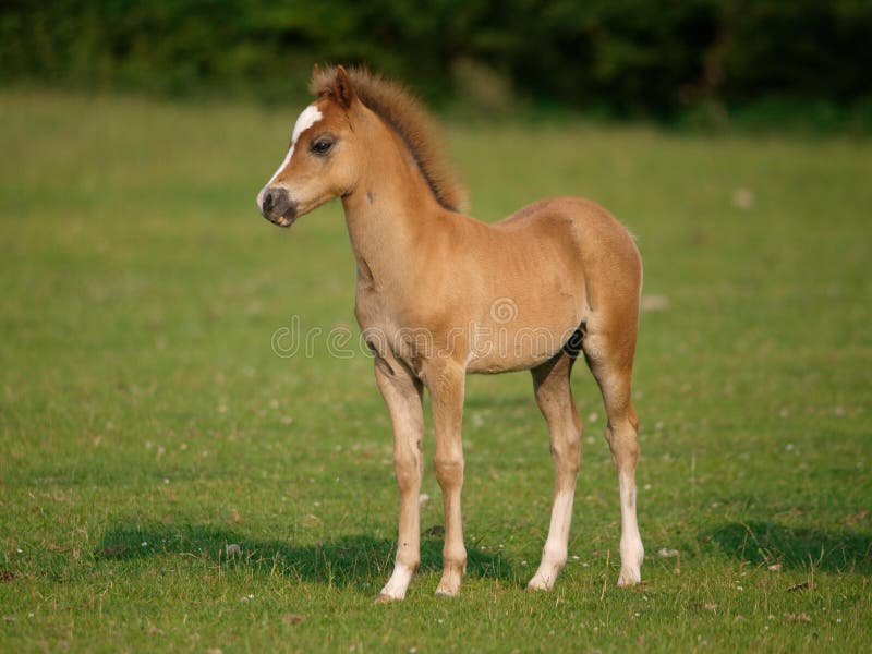 Beautiful Standing Foal stock photo. Image of spring - 34730658