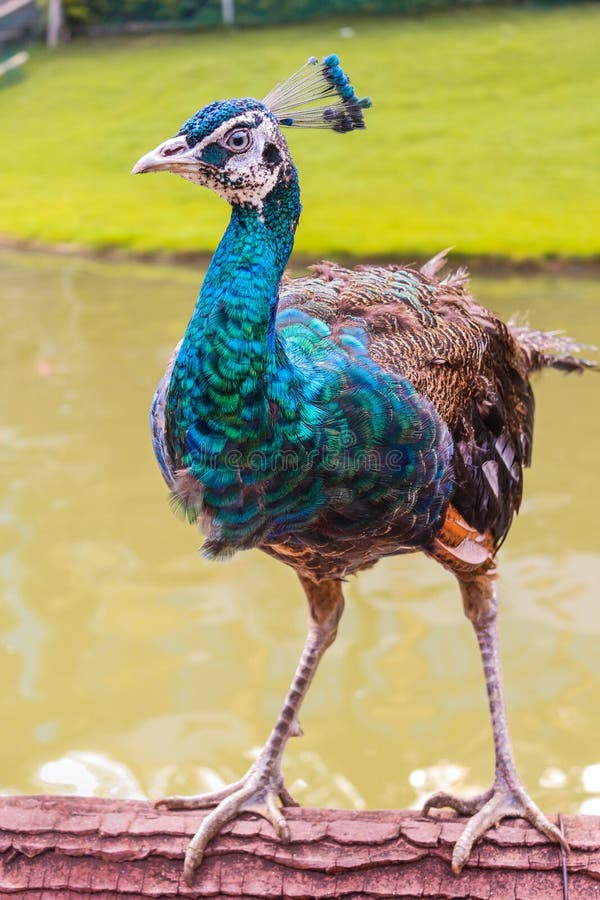 Beautiful standing peahen stock photo. Image of animal - 32893272