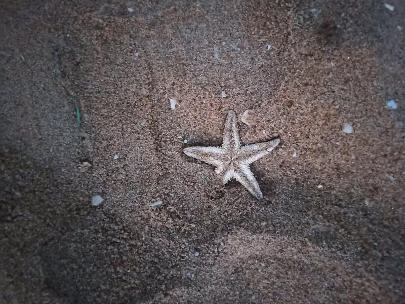 Beautiful Star Fish stock photo. Image of beautiful - 205823182