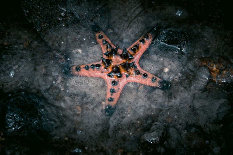 The beautiful star fish stock photo. Image of fish, star - 168335502