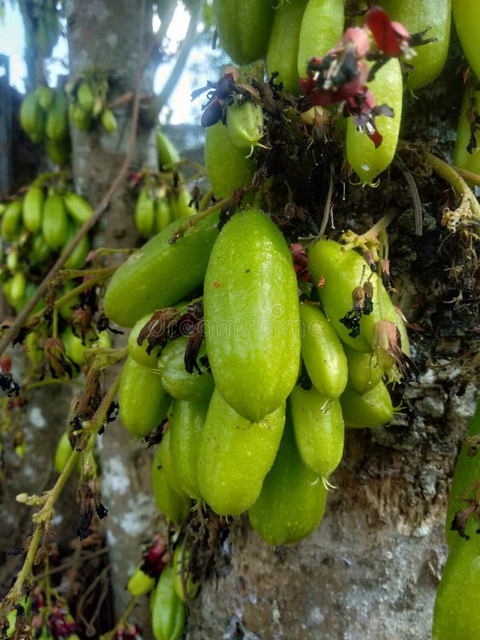 Beautiful star fruit stock photo. Image of food, house - 287535760