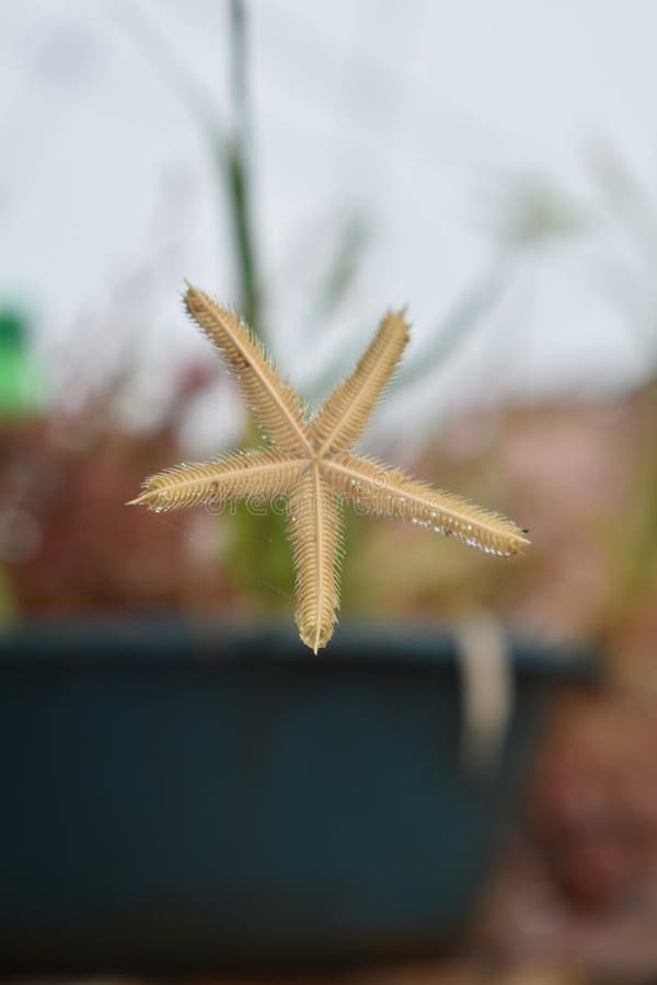 Star Plant in a Green Field Stock Image - Image of outside, star: 87875243