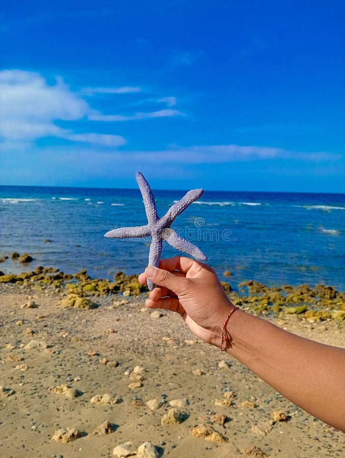 Beautiful Starfish and Sea Shells on Sandy Beach, Flat Lay Stock Photo ...