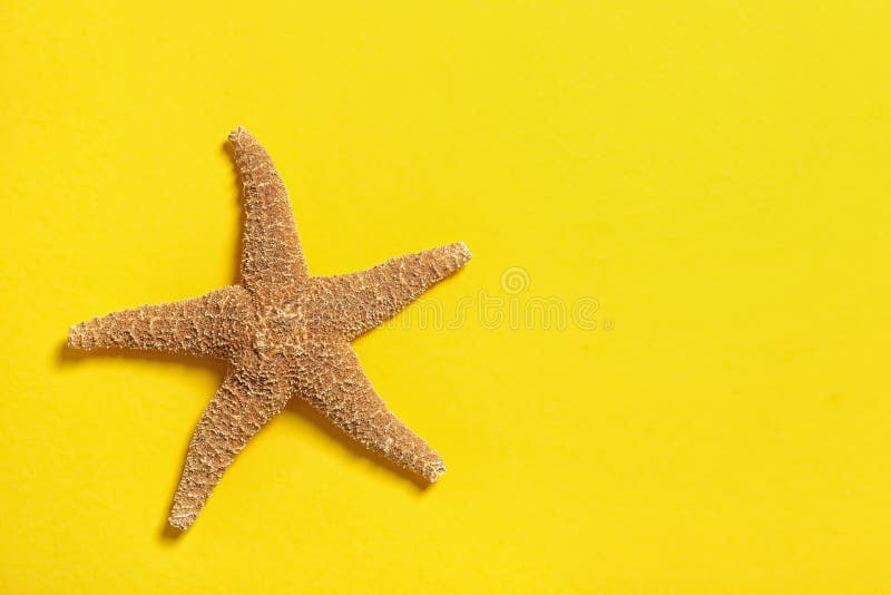 Beautiful Starfish on Color Background, Top View Stock Photo - Image of ...