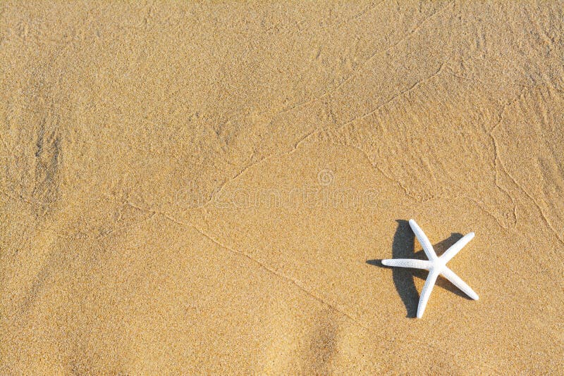 Beautiful Starfish on Sandy Beach, Top View. Space for Text Stock Photo ...