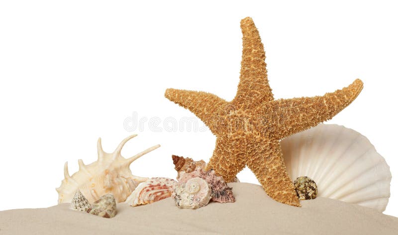 Beautiful Starfish and Sea Shells in Sand on White Background Stock ...