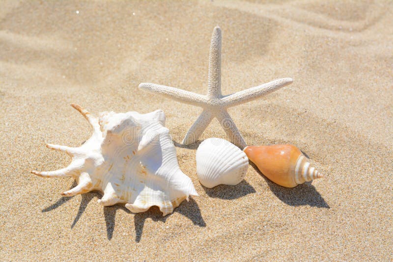 Beautiful Starfish and Sea Shells on Sandy Beach Stock Image - Image of ...