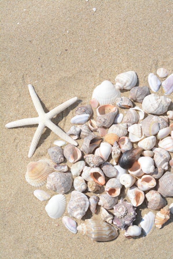 Beautiful Starfish and Sea Shells on Sandy Beach, Flat Lay Stock Photo ...