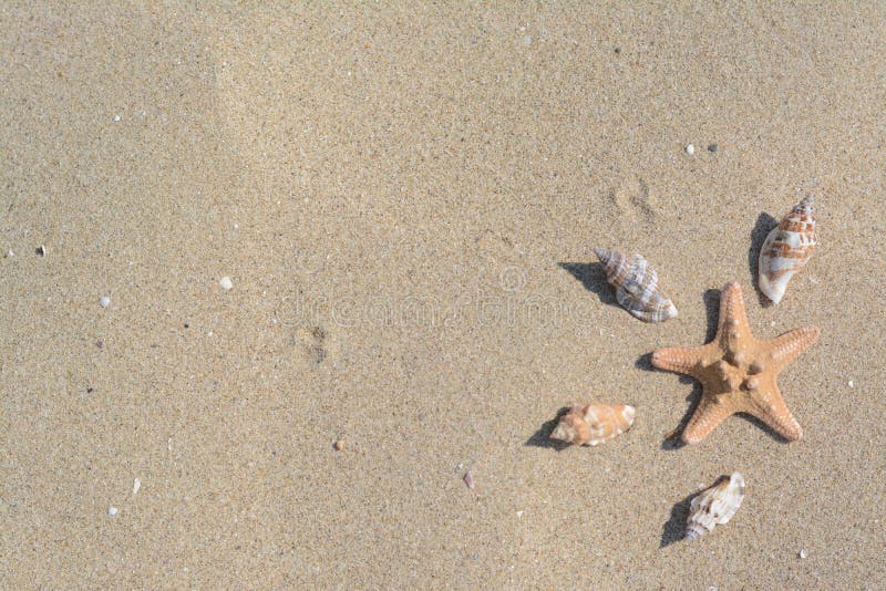 Beautiful Starfish and Sea Shells on Beach, Flat Lay. Space for Text ...