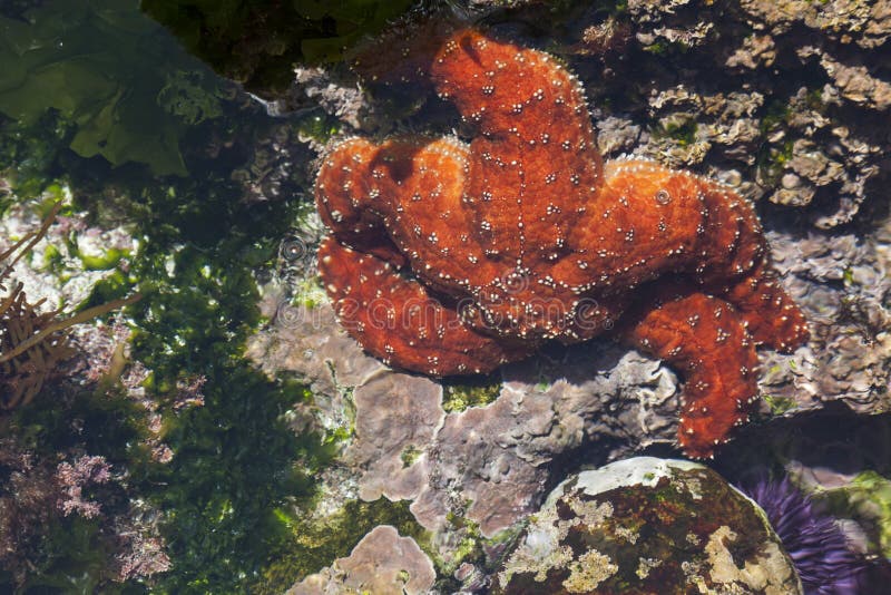 Beautiful Starfish in Shallow Tide Pool Stock Image - Image of aquatic ...
