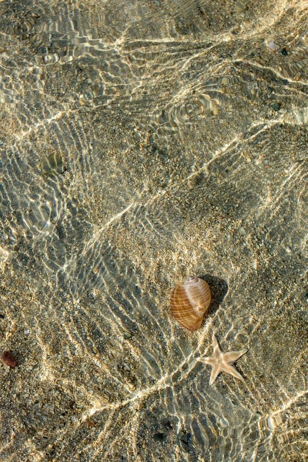 Clear Photo Under Water Sea Shells Small Fish Stock Photos - Free ...