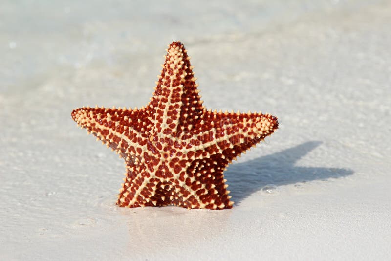 Beautiful starfish stock image. Image of beach, largo - 38350491