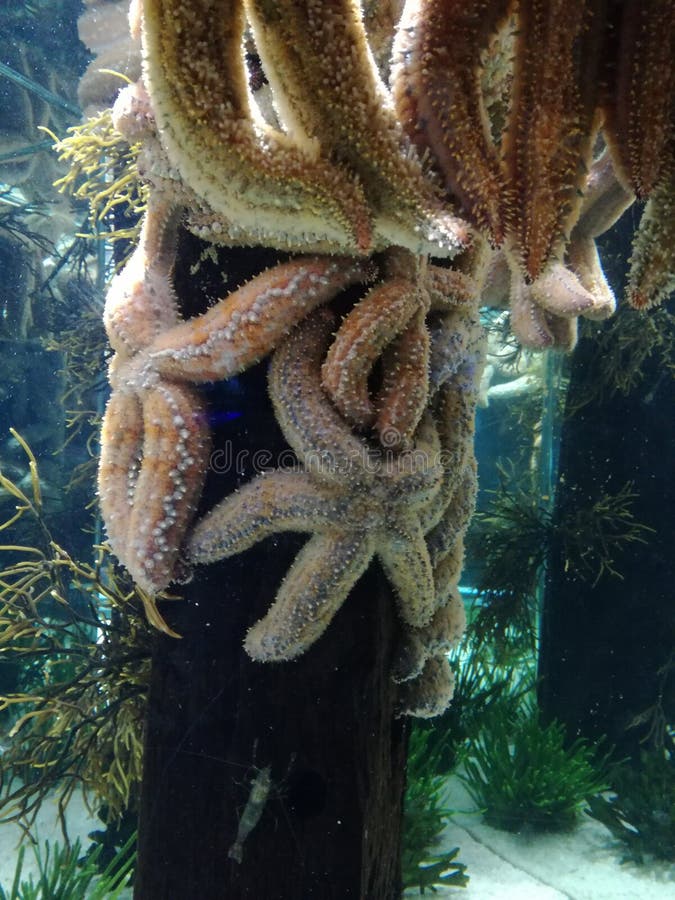 Beautiful Starfish at the Two Oceans Aquarium Editorial Photography ...