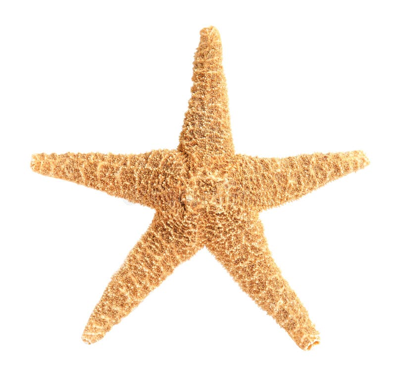 Beautiful Starfish on White , Top View. Beach Object Stock Photo ...