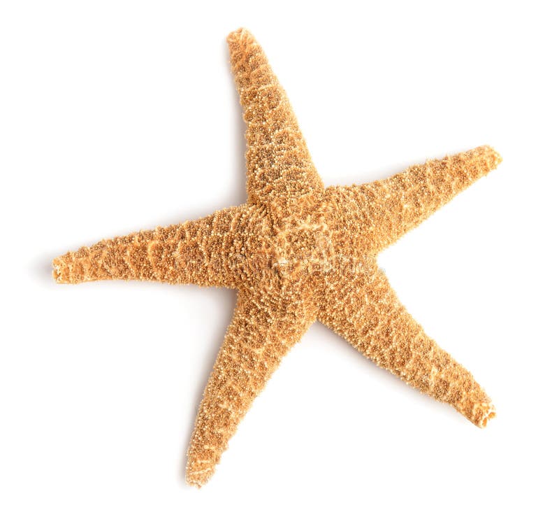 Starfish on White Sand stock photo. Image of details - 10033170