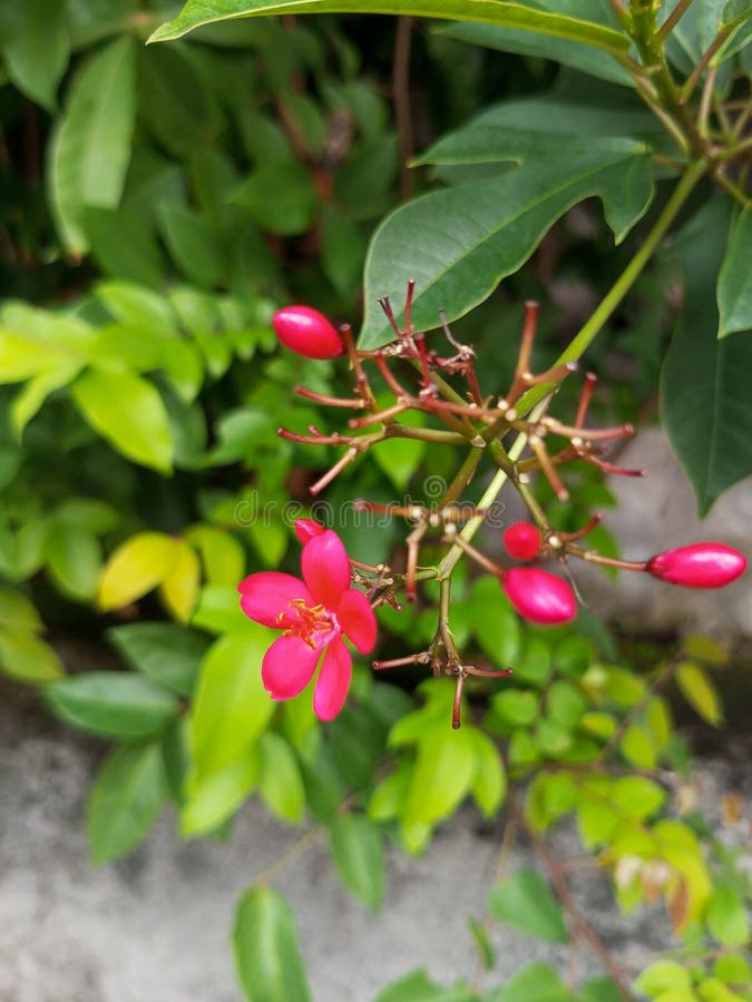 The Beautiful Starfruit Tree Flowers Bloom in Red Stock Photo - Image ...