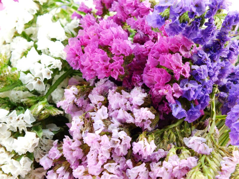 Beautiful Statice Flowers Bouquet Stock Photo - Image of flowers ...