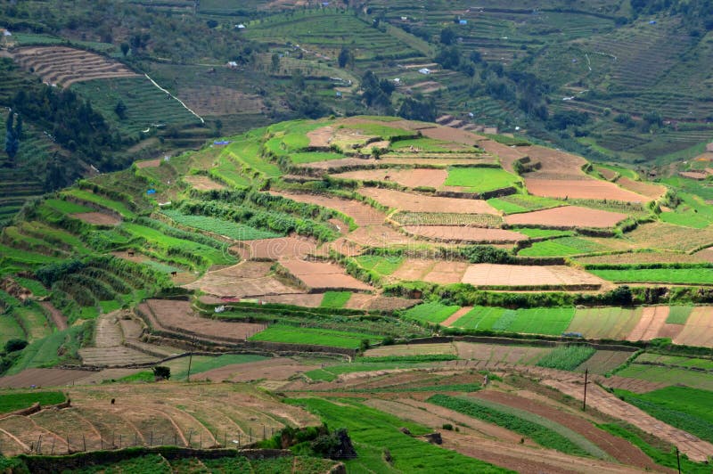 Beautiful Step Cultivation in Poombarai Stock Photo - Image of india ...