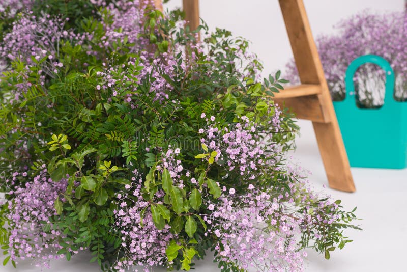 Beautiful Step Ladder Decorated with Bushes of Flowers on White ...