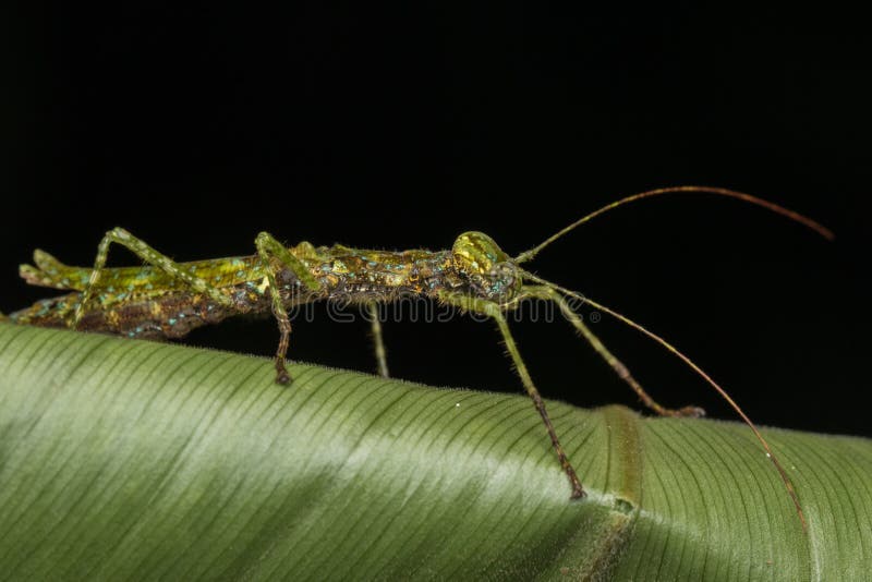 Beautiful Stick Insect of Borneo Stock Image - Image of jungle, leaf ...