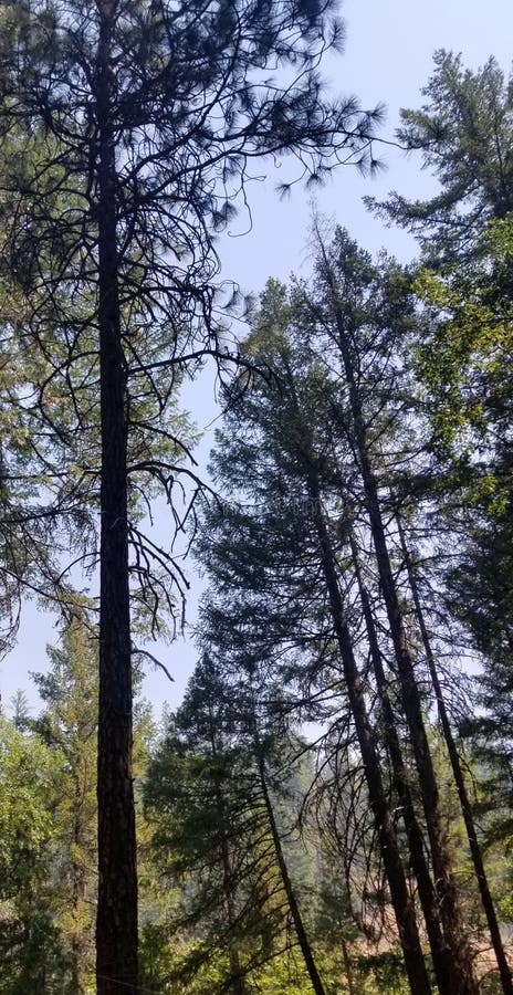 Normal pretty green trees stock photo. Image of still - 124150996