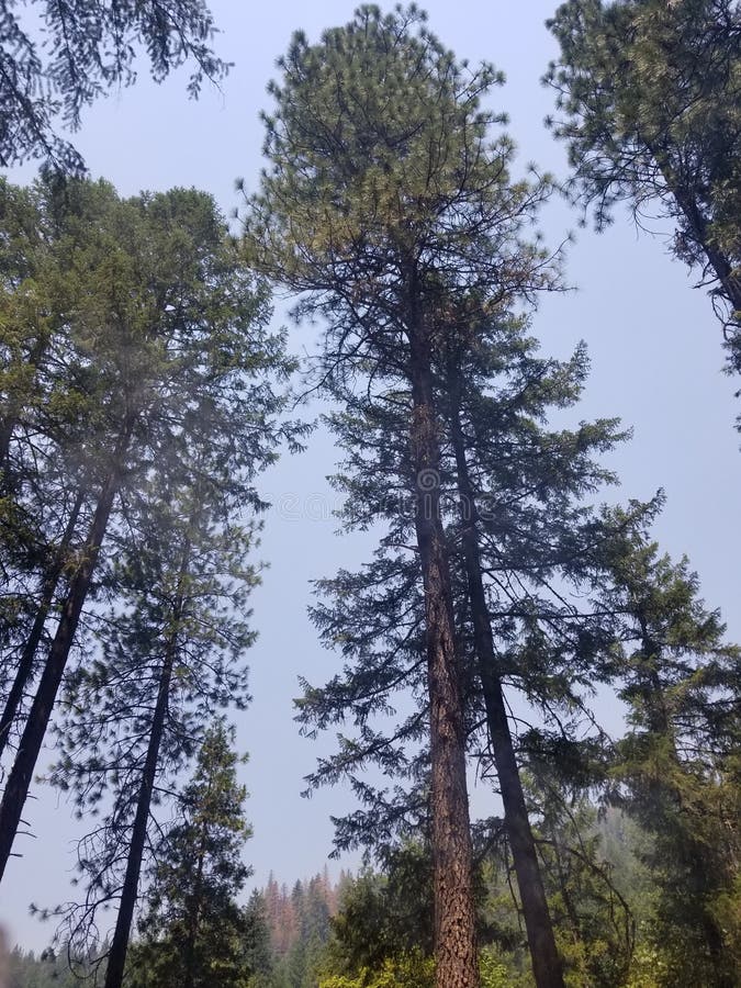 Normal pretty green trees stock photo. Image of forest - 124151602