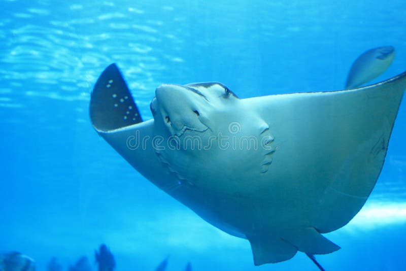 Beautiful stingray stock photo. Image of black, eagle - 21984744