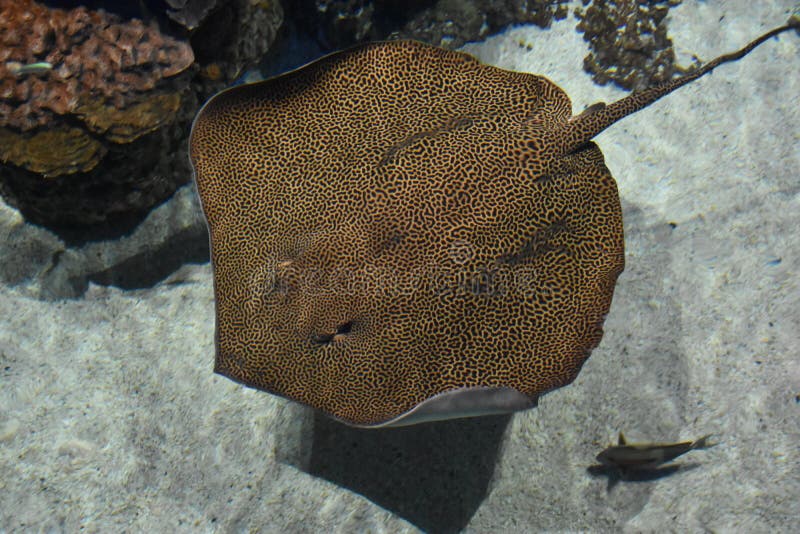 Pink Stingray Approaching The Camera Stock Photo - Image of diving ...