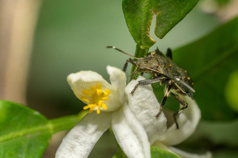 A beautiful Stink Bug stock photo. Image of summer, petals - 384319034