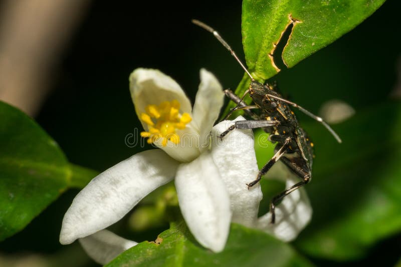 A beautiful Stink Bug stock photo. Image of petals, spring - 384318968