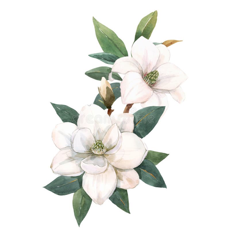Beautiful Stock Illustration With Hand Drawn Watercolor Gentle White