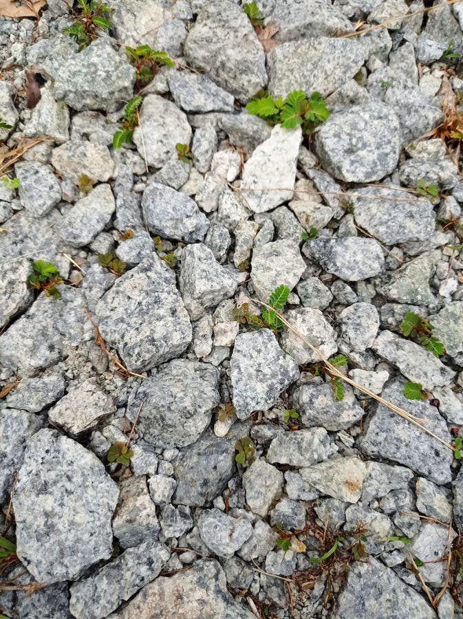 Beautiful Stone on the Ground Stock Photo - Image of grass, leaf: 236897924